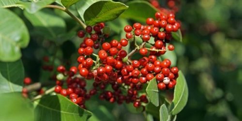 Aroeira-vermelha | Agroecologia e Bem Viver