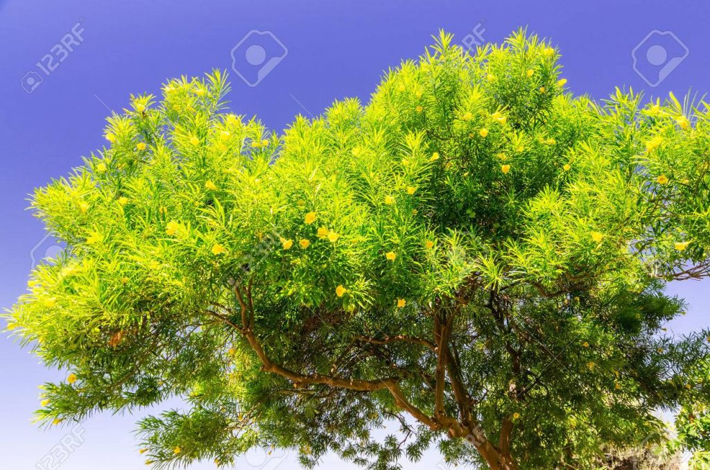 Planta Chapeu De Napoleão - RETOEDU