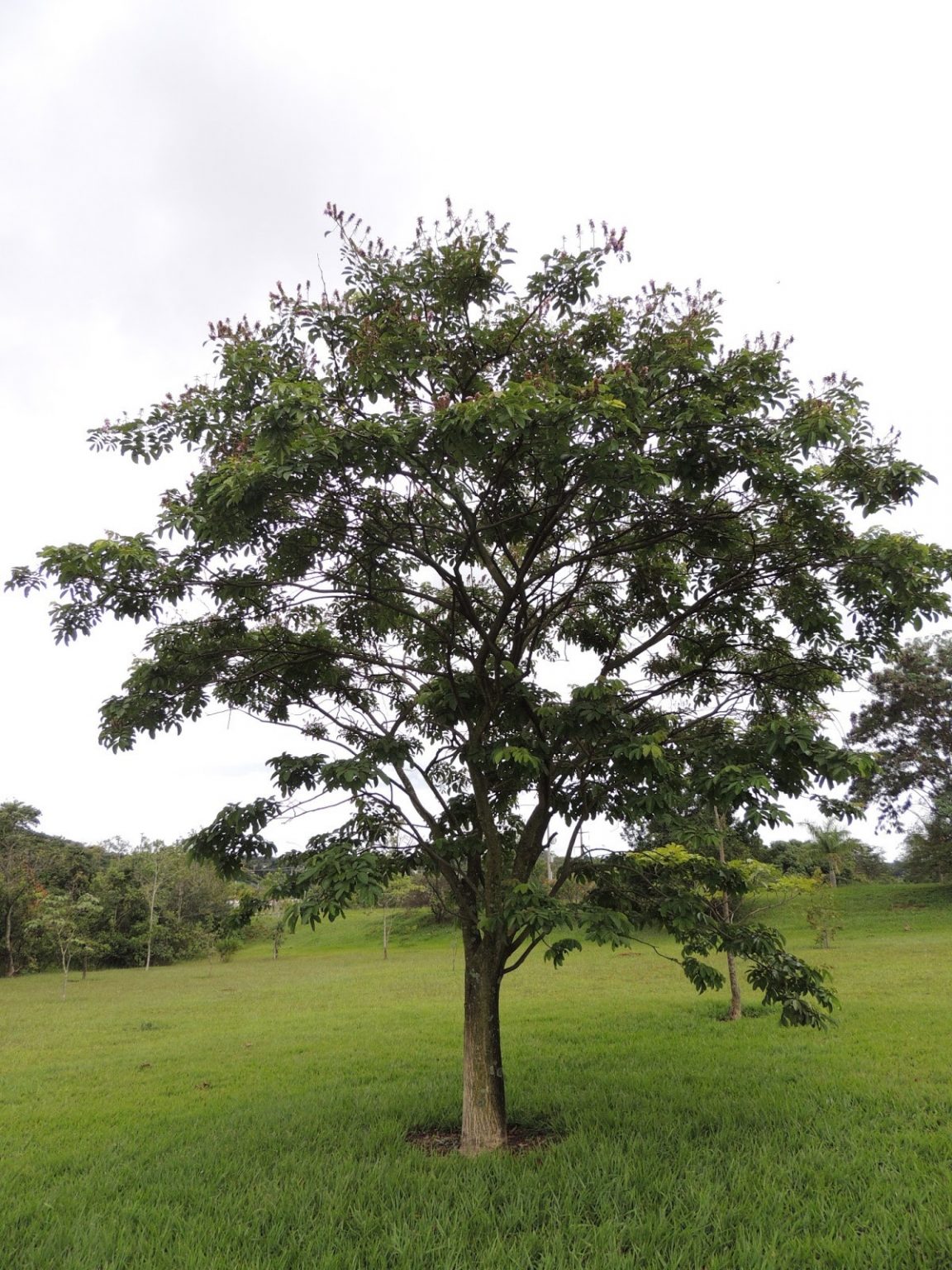 Embira-de-sapo | Agroecologia e Bem Viver