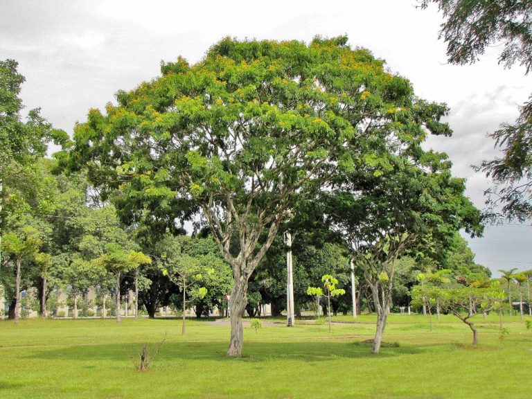 Pau-ferro | Agroecologia e Bem Viver