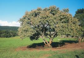 Cambará | Agroecologia e Bem Viver