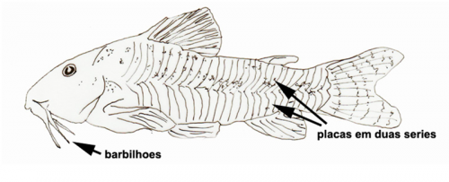Callichthyidae | Rios e peixes