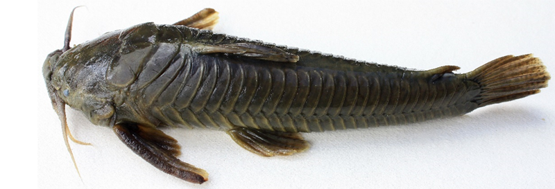 preopérculo recoberto por pele;