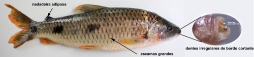 Anostomidae | Peixes dos Tabuleiros