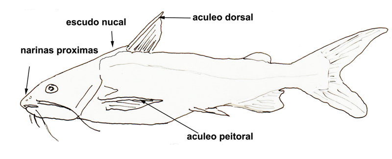 Ariidae | Peixes dos Tabuleiros