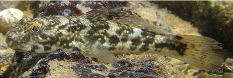 Gobiidae_4A | Peixes dos Tabuleiros