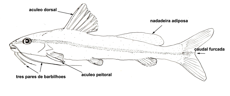 Heptapteridae | Peixes dos Tabuleiros
