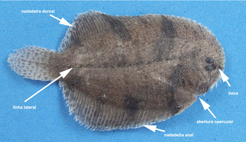 Pleuronectiformes | Peixes dos Tabuleiros