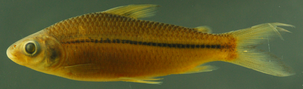 Steindachnerina | Peixes dos Tabuleiros