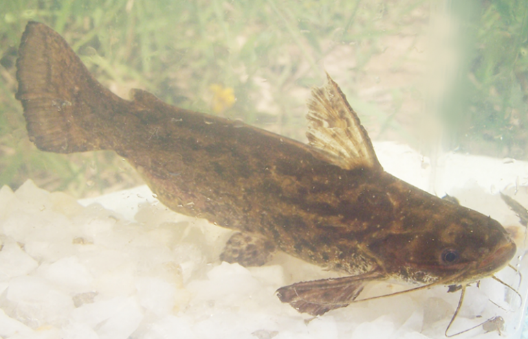 Trachelyopterus striatulus | Peixes dos Tabuleiros